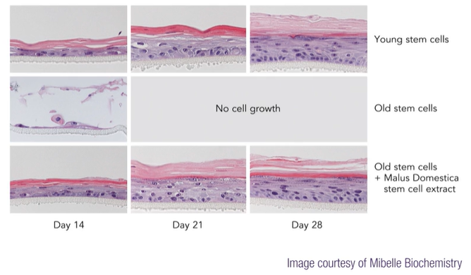 Stem cells in cosmetic formulas: a sustainable innovation | in ...